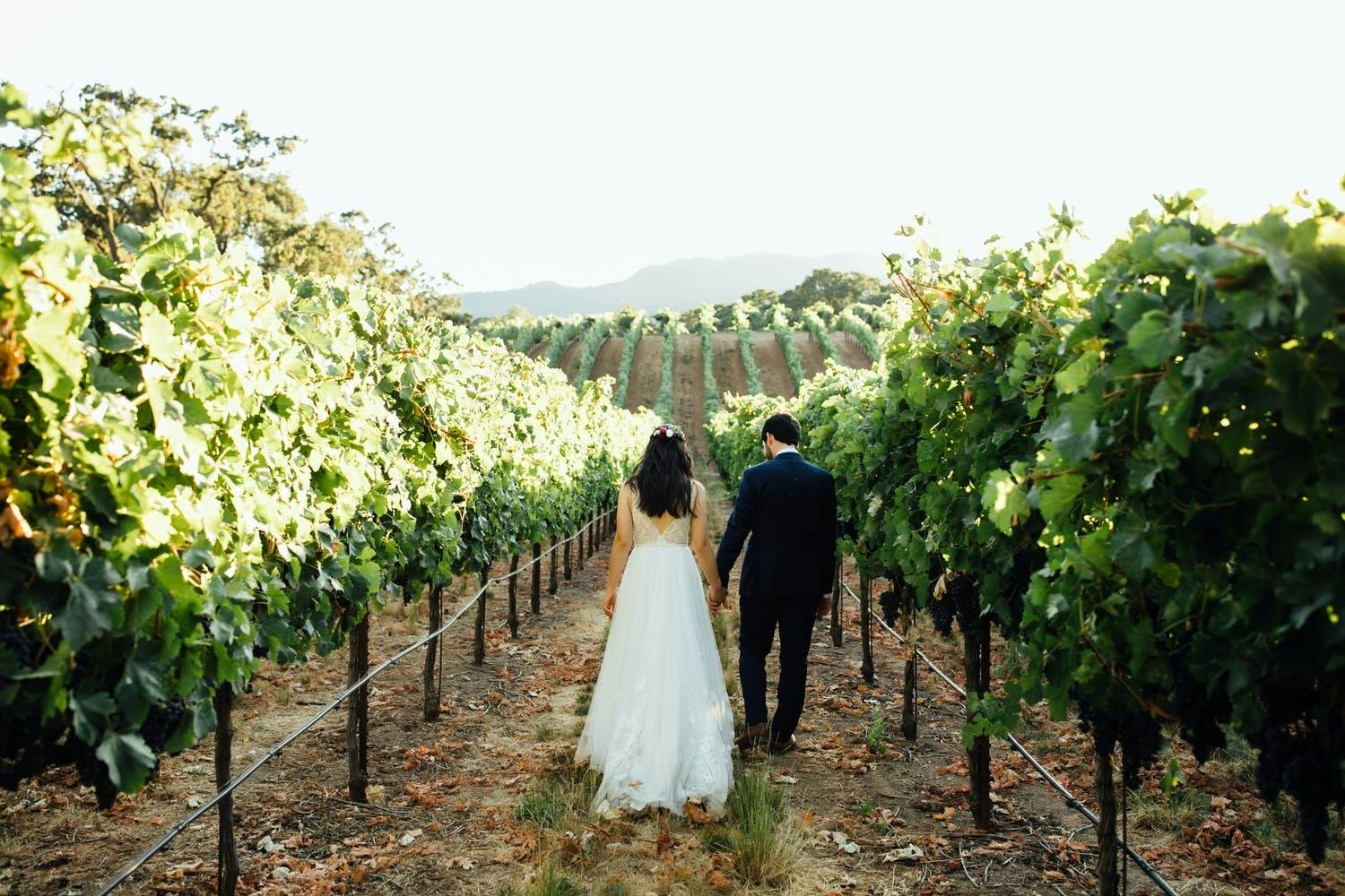 B.R. Cohn Winery | Glen Ellen Venue | All Events | 816 photos on PartySlate