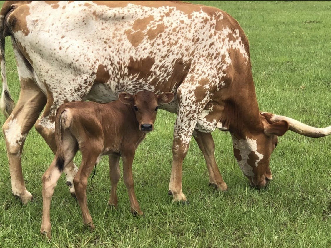 Turquoise Acres Ranch | Katy Venue | PartySlate