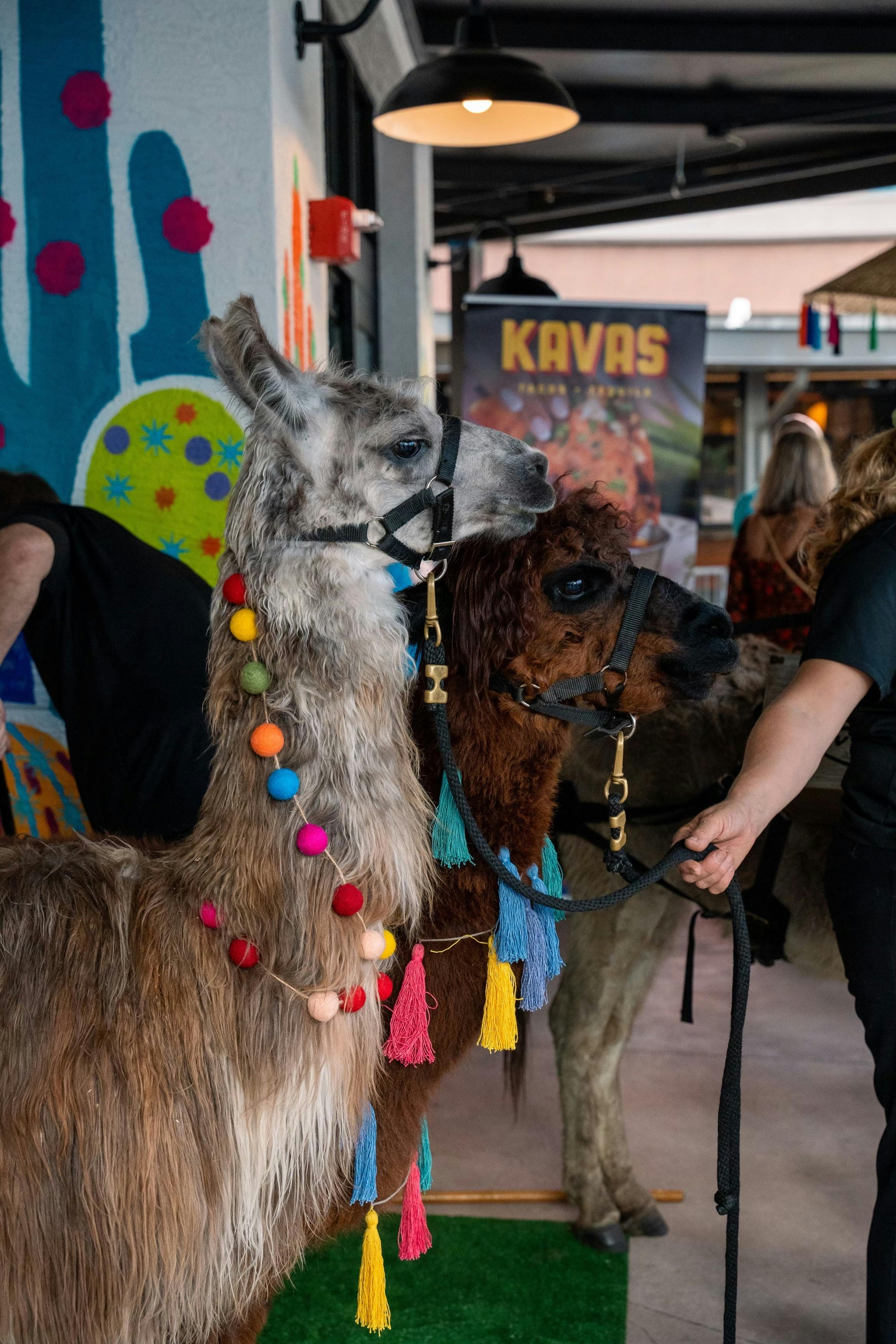 Kavas Tacos + Tequila | Orlando Venue | All Events | PartySlate